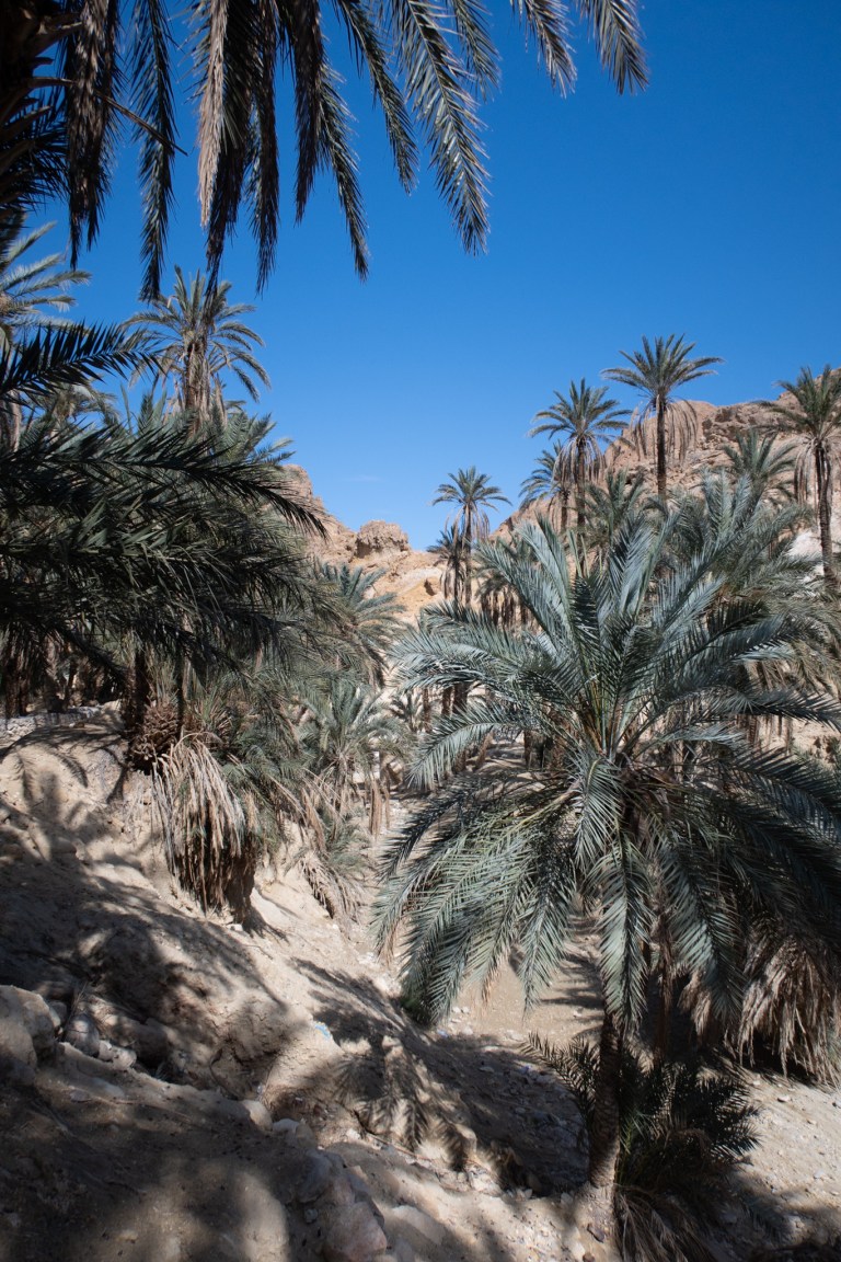 Chebika Oasis: A guide to visiting this mountain oasis in the Tunisian ...