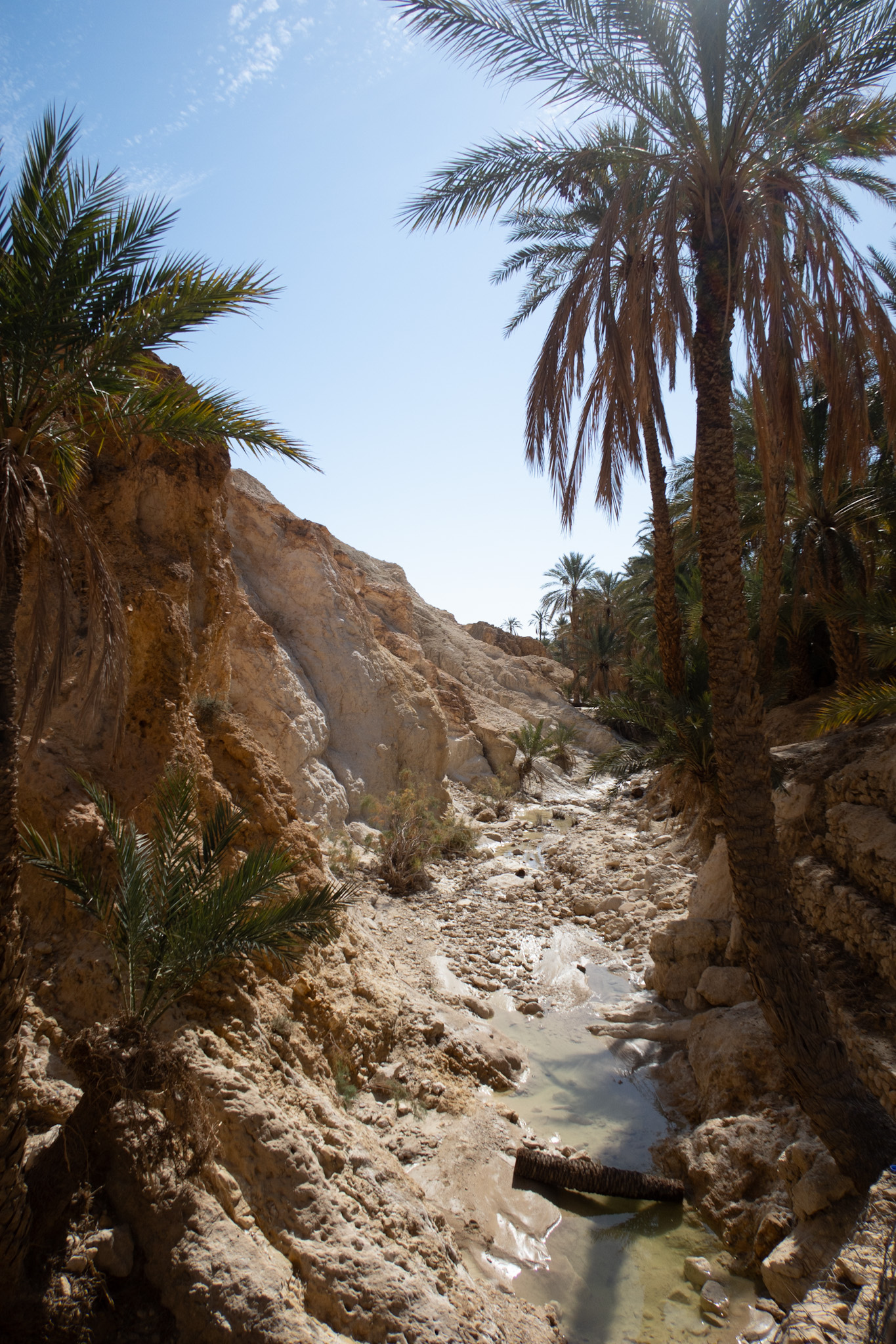 Chebika Oasis: A guide to visiting this mountain oasis in the Tunisian ...
